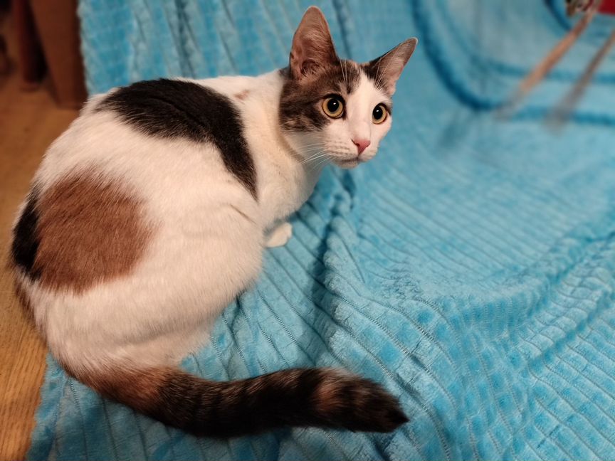 Трехцветная кошка из приюта