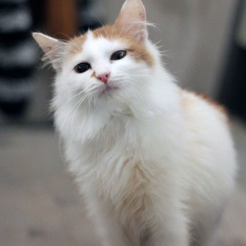 Кошка ищет дом
