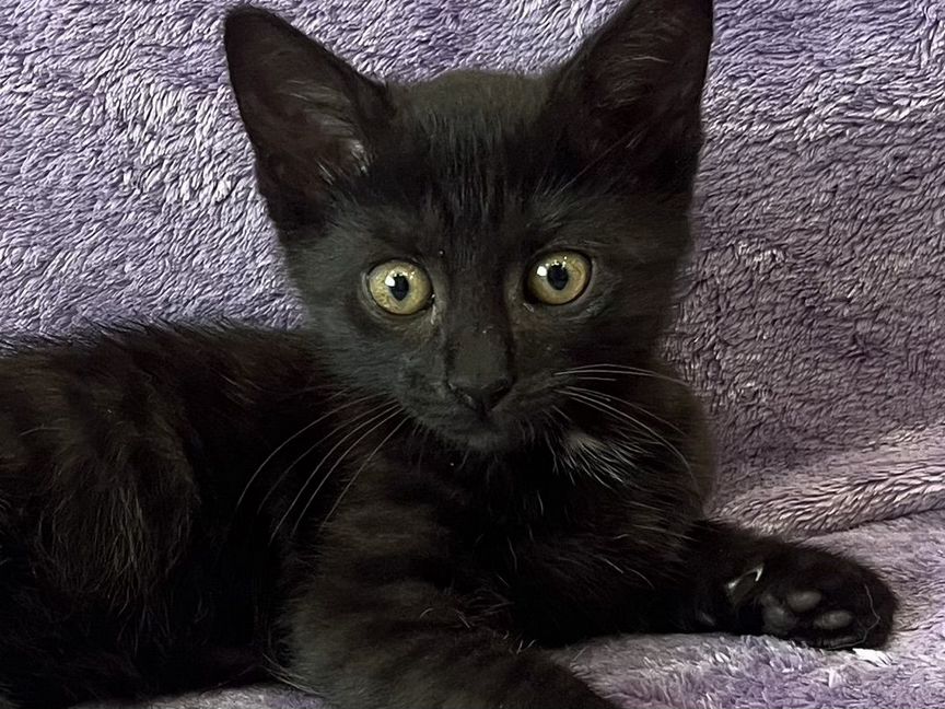 Малышка Ночка в добрые руки