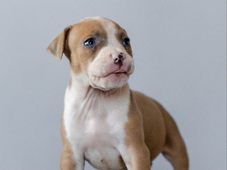 Стаффордширский терьер питомник РКФ