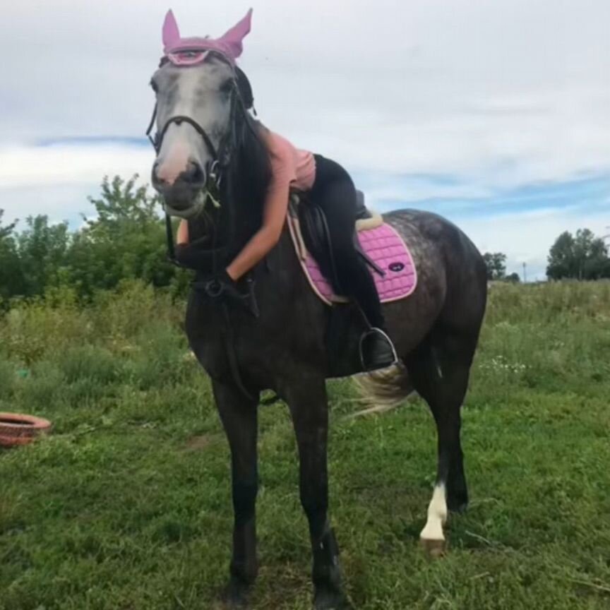 Вальтрап для лошади