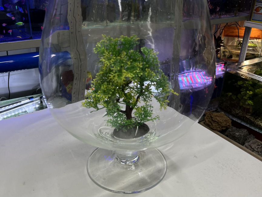 Аквариум для рыбок бокал