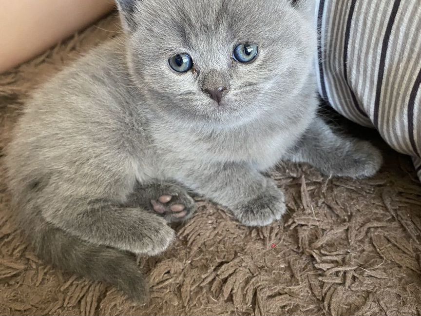 Котенок британский страйт фолд