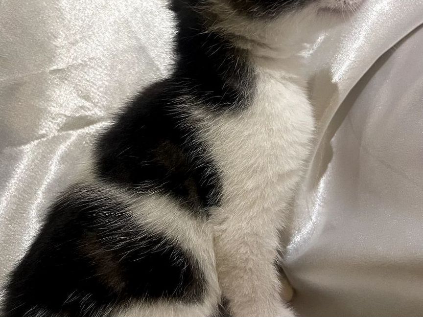 Вислоухие котята