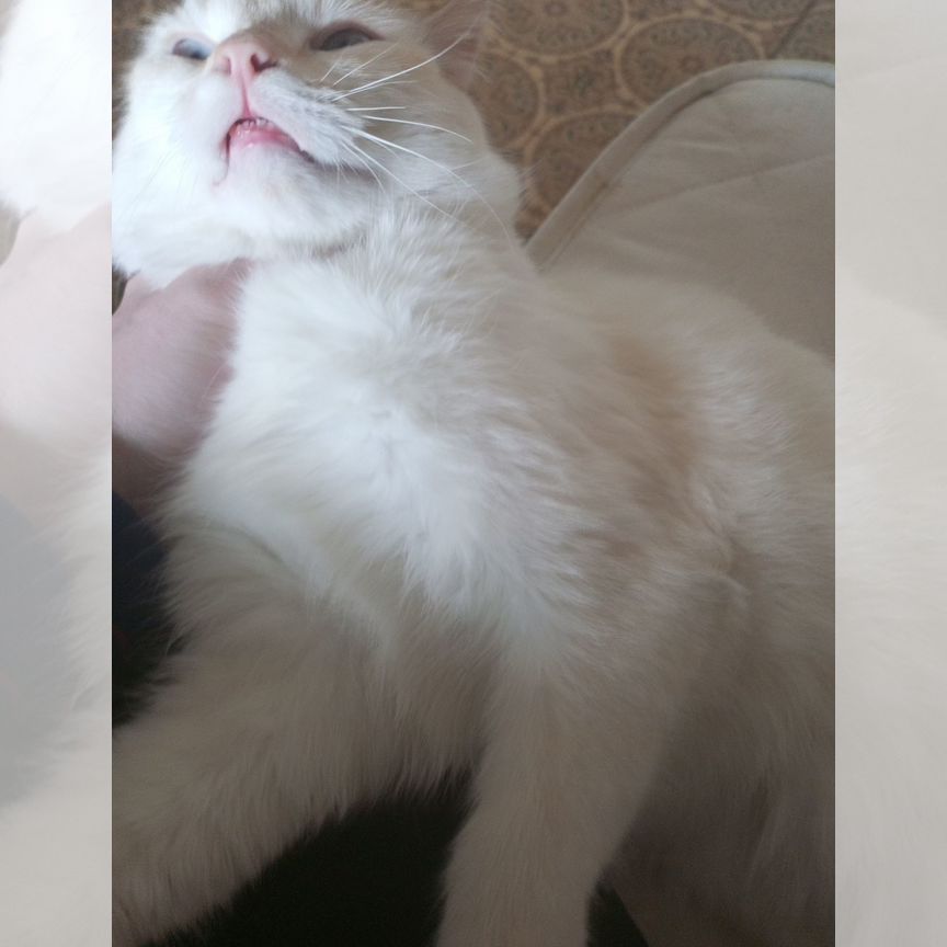 Сибирский, взрослый кот