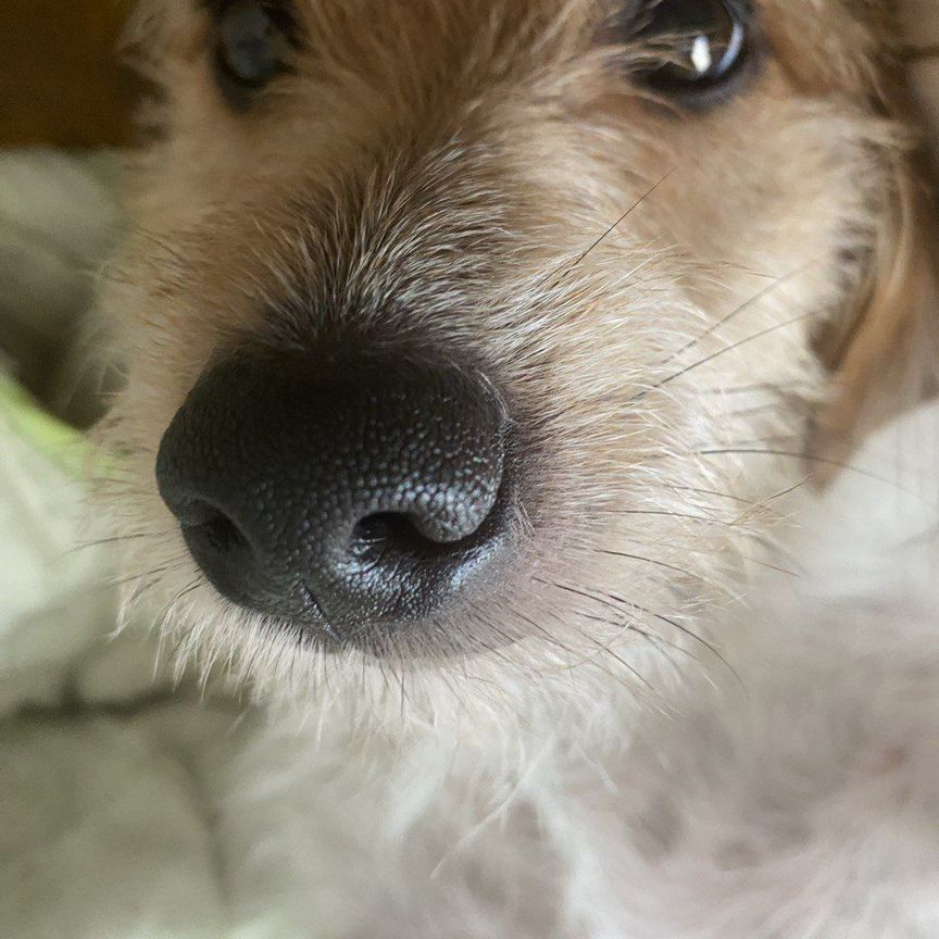 Джек Рассел бесплатно