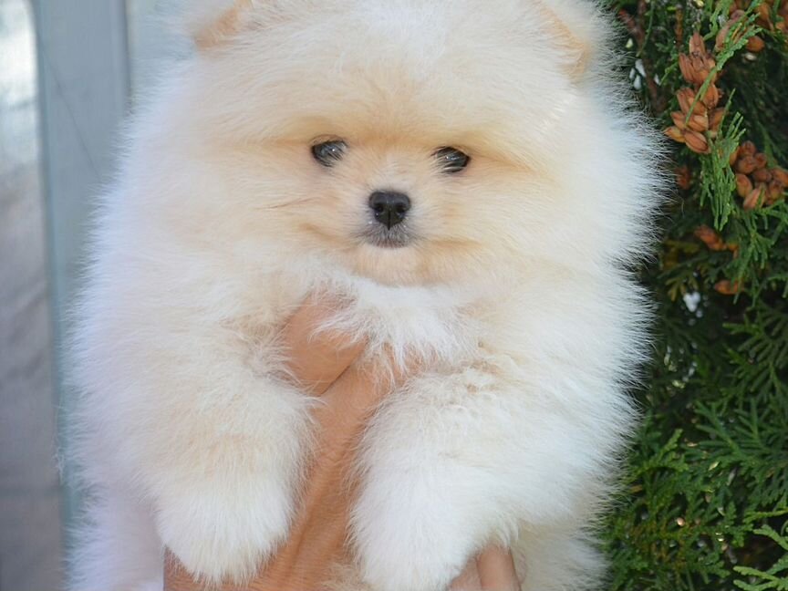 Красавчик мальчик померанский шпиц