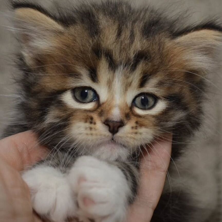Сибирские котята