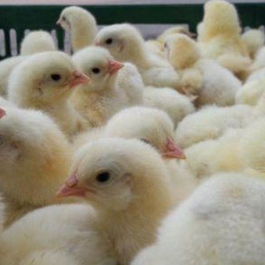 Курочки и петушки суточные в Шахтах