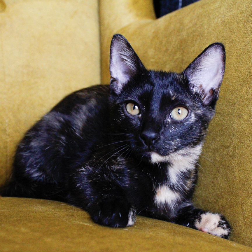 Малышка черепахового окраса ищет дом