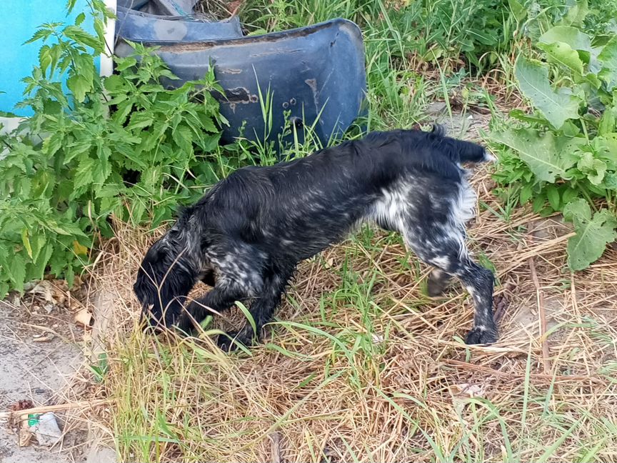 Найдена собака Русский Охотничий спаниель
