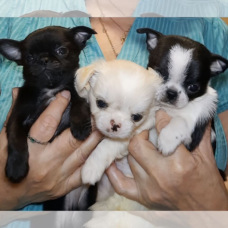 Чихуахуа, щенок