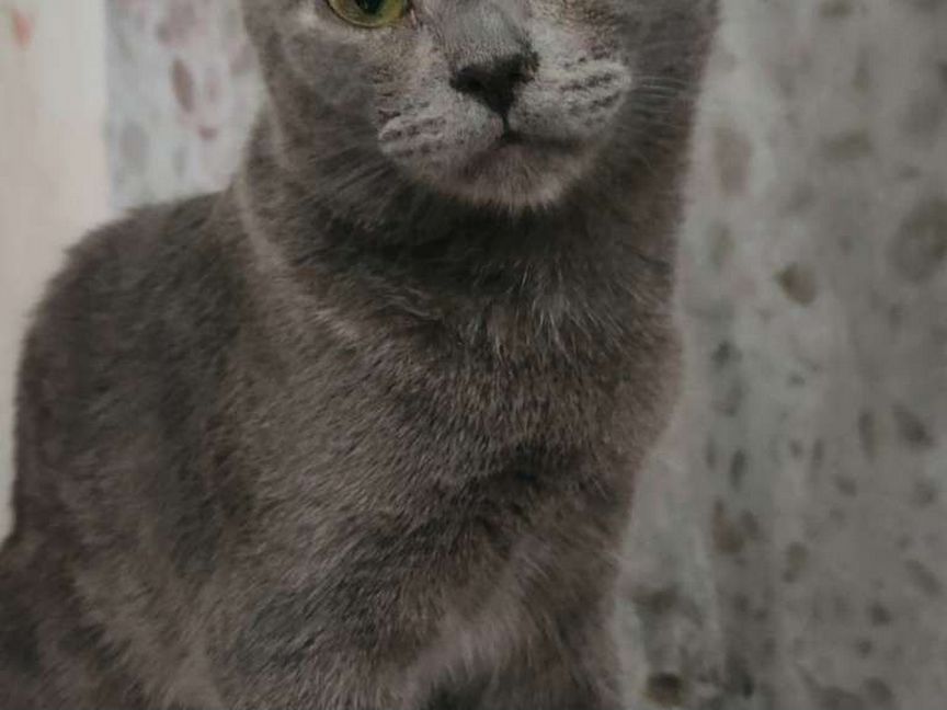 Кошечка в добрые руки