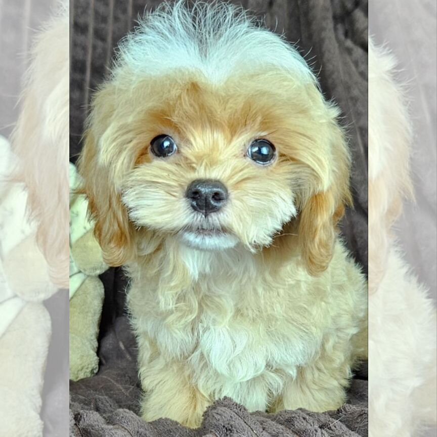 Мальтипу, щенок