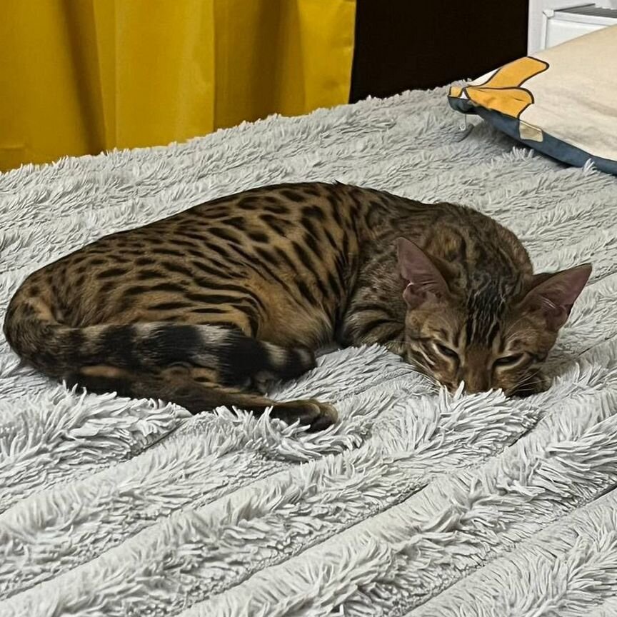 Бенгальская кошка, взрослая