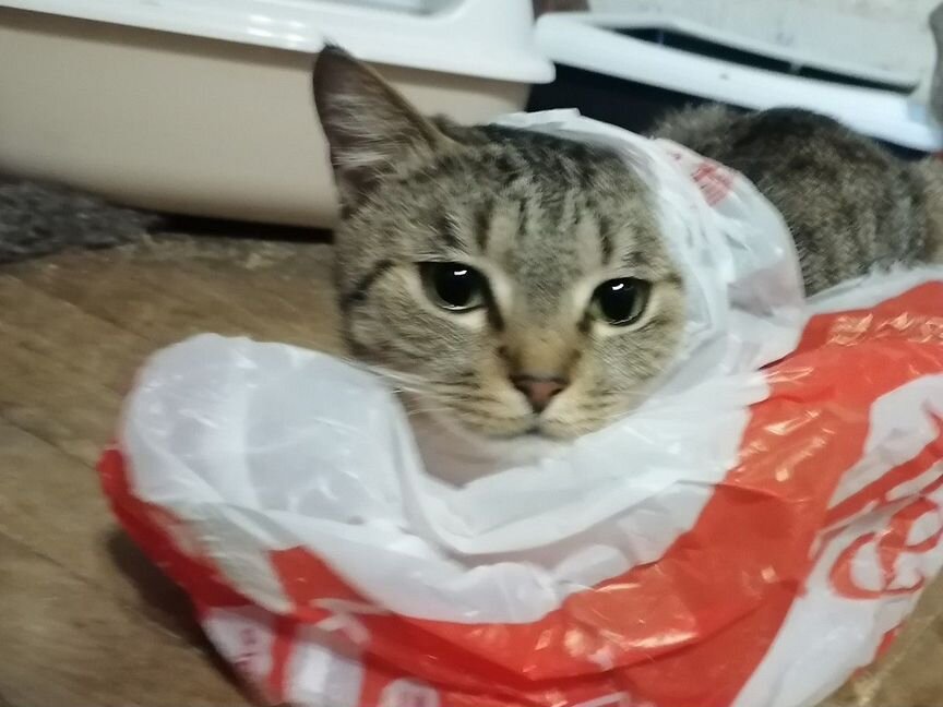 Хулиганка
