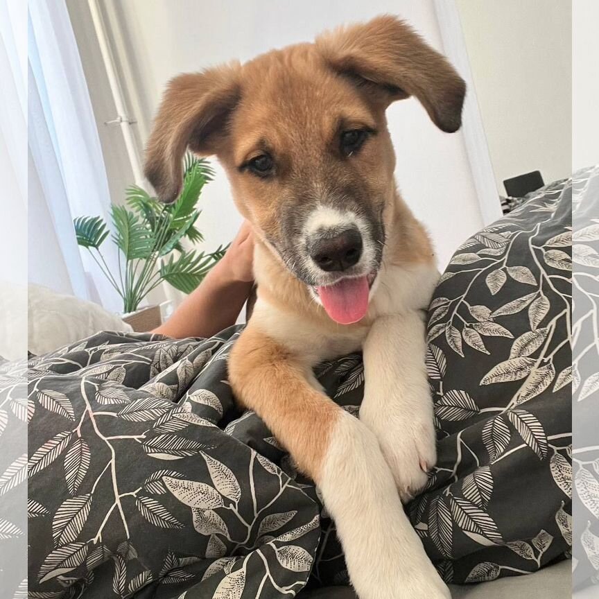 Щенок ищет дом