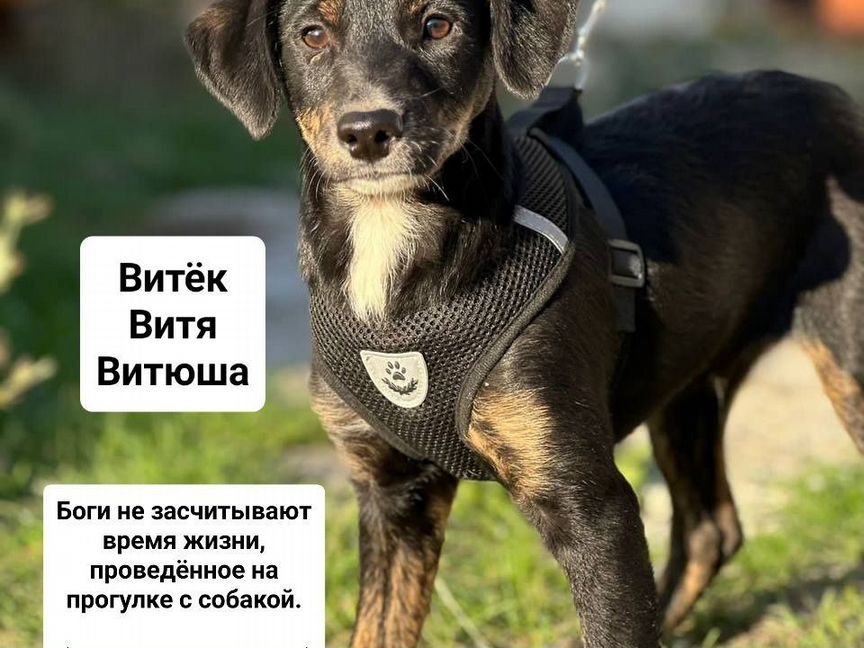 Ягдтерьер метис щенок Витя в дар