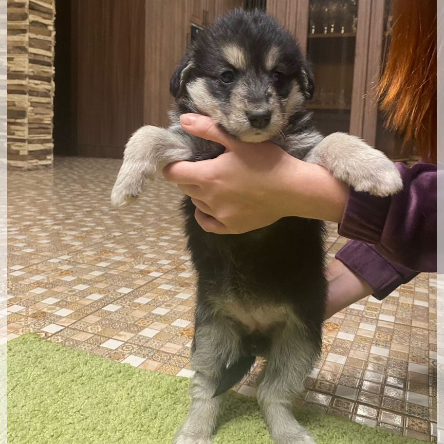 Щенок в добрые руки