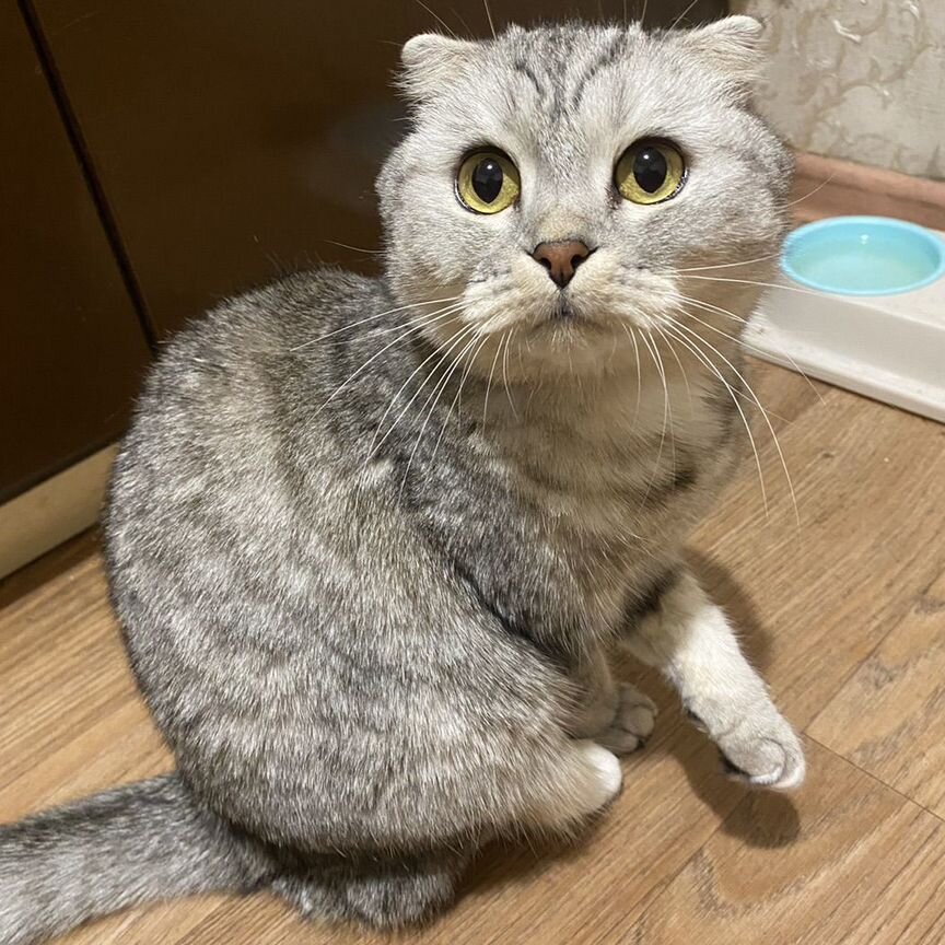 Шотландская вислоухая короткошёрстная кошка, взрослая