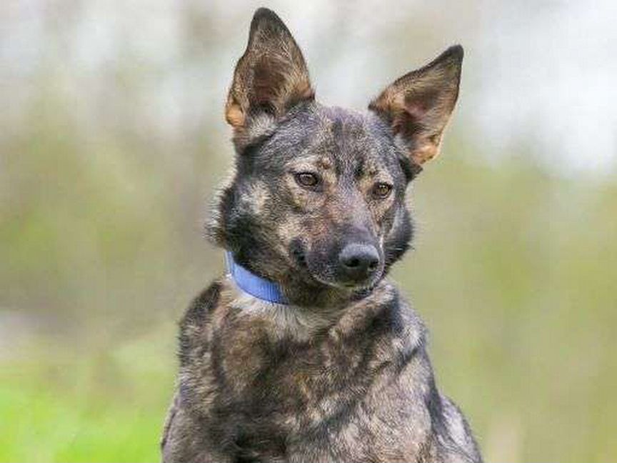 Гренка устала жить в приюте