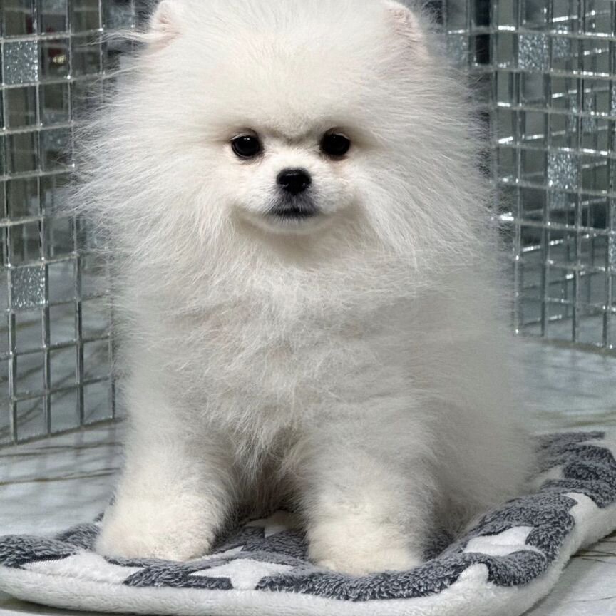 Померанский шпиц, щенок