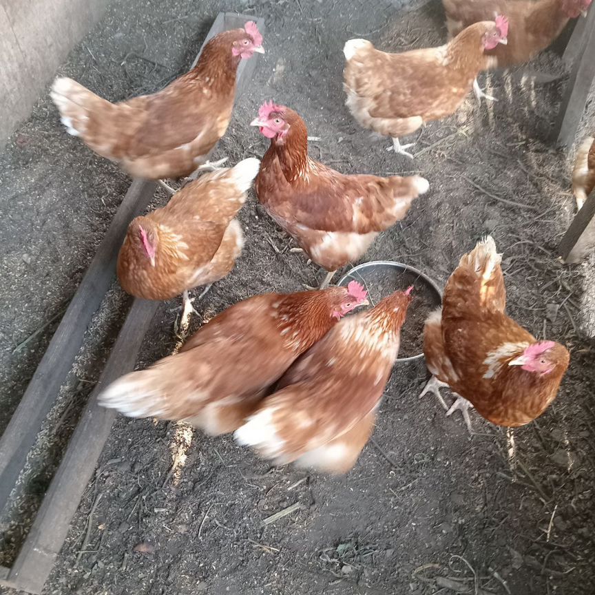 Куры несушки продам 10 штук