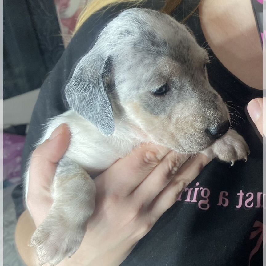 Бультерьер, щенок