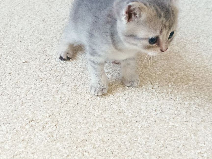 Котёнок шотландской кошечки. Девочка