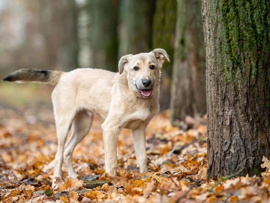 Собака в добрые руки щенок мальчик