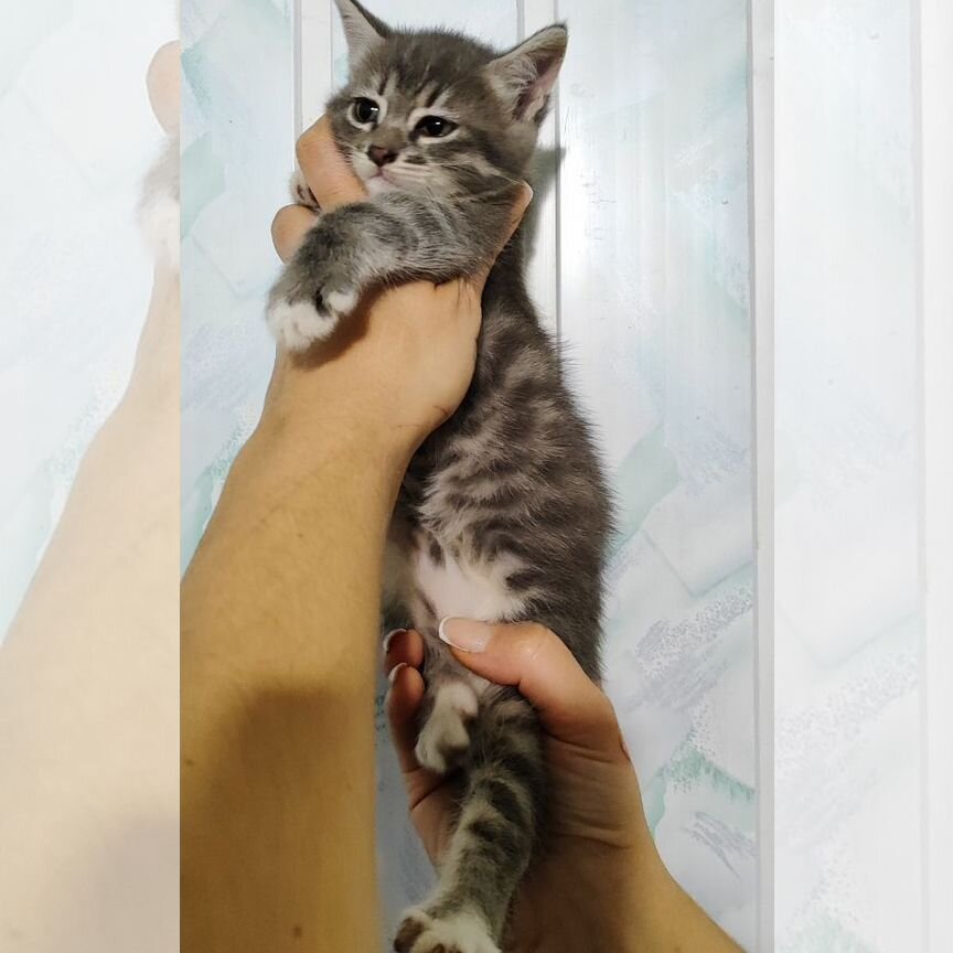 Сибирский котёнок