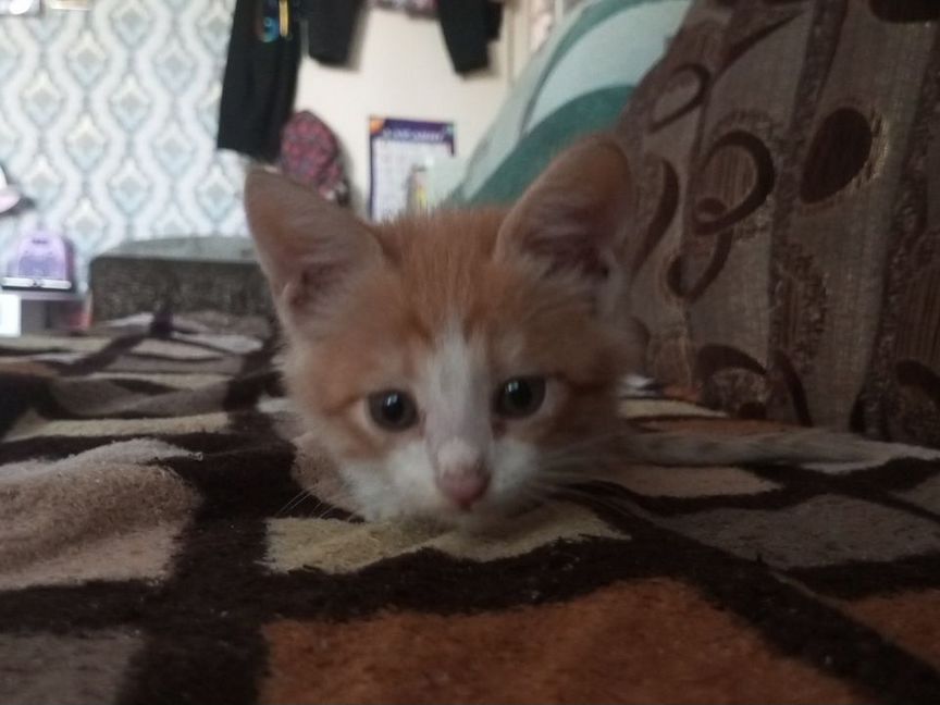 Котенок