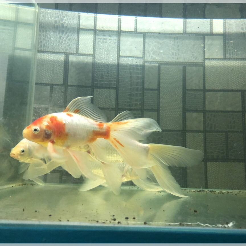 Аквариумные рыбки Меченосцы, комета, шебулкины