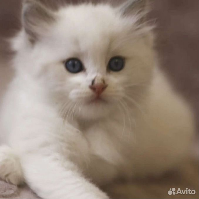 Кошечка рэгдолл биколор девочка