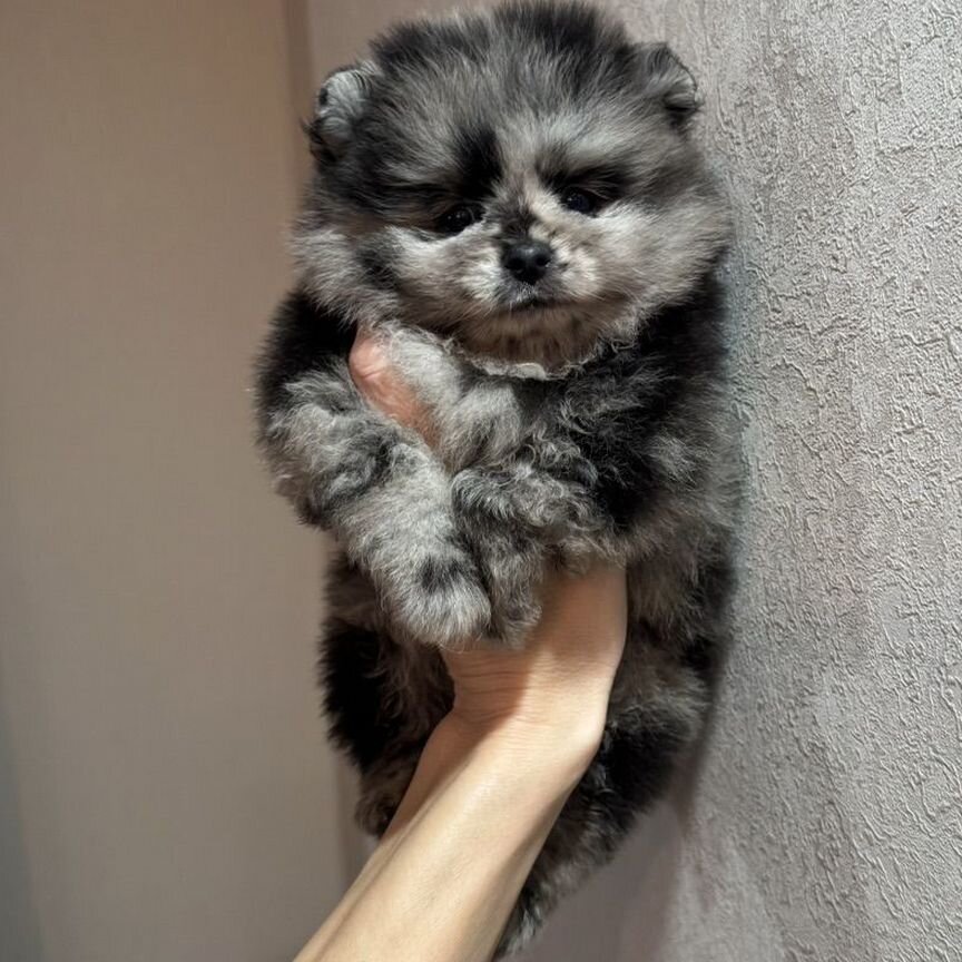 Померанский шпиц, щенок