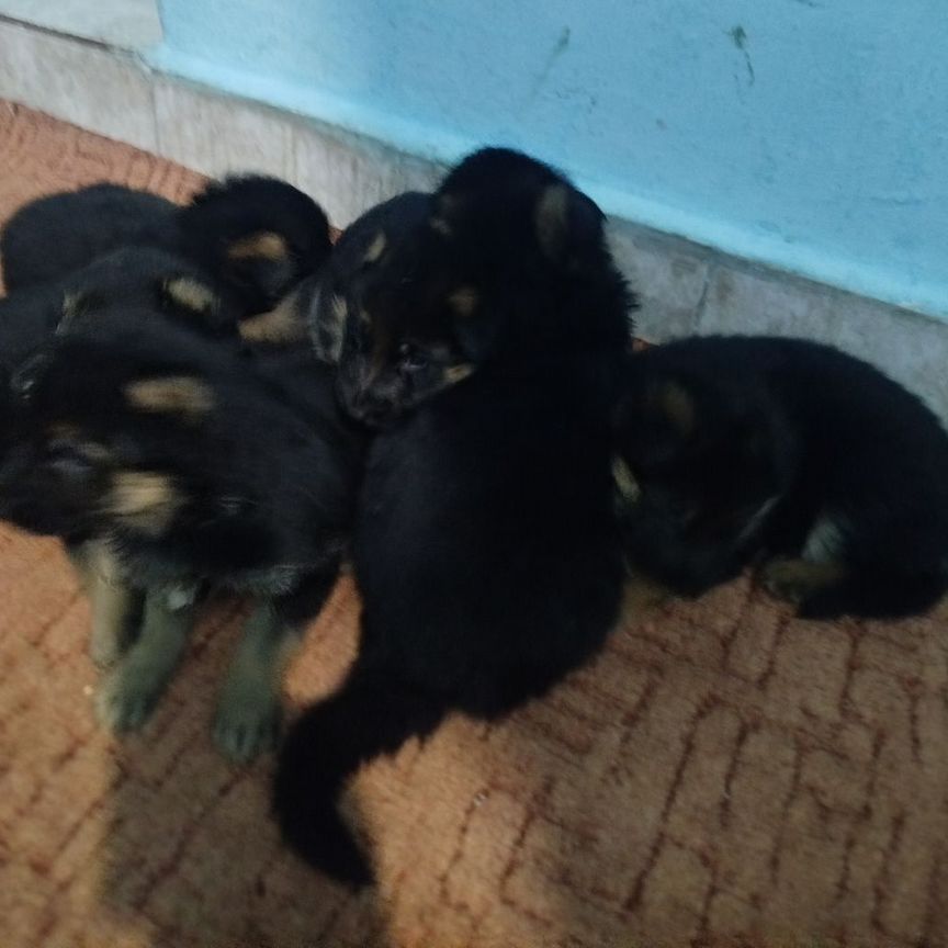 Немецкая овчарка, щенок