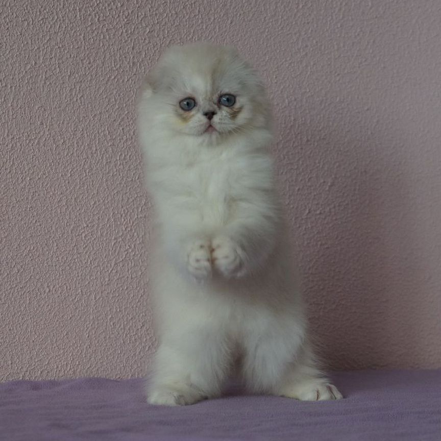 Шотландская кошечка