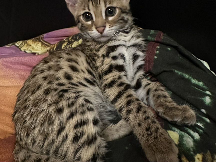 Бенгальская Ф1