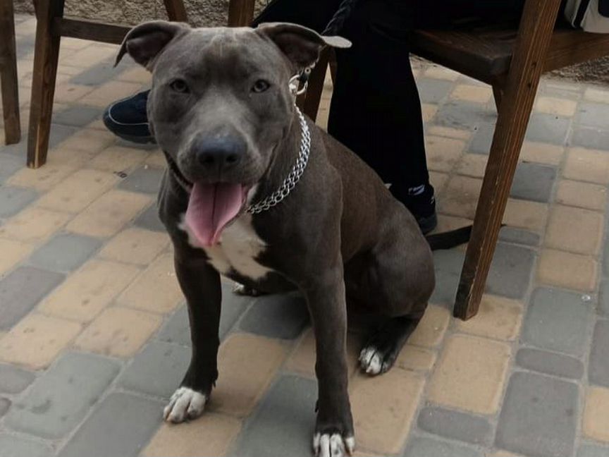 Питбуль вязка