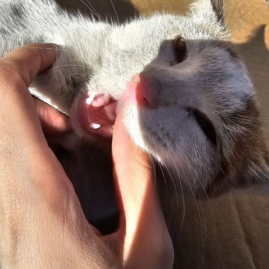 Молодой ласковый мурчащий котик