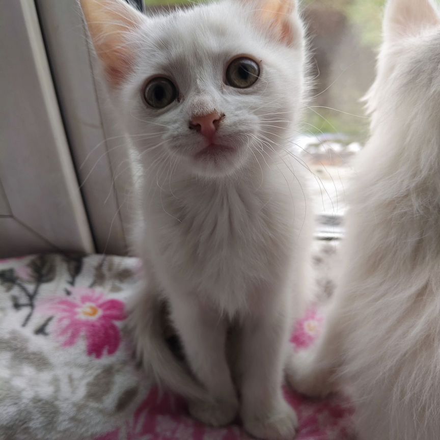 Сибирский котёнок