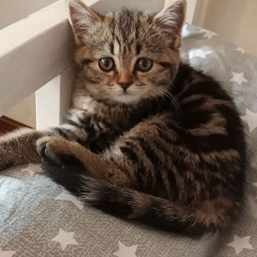 Продам Шотландского котёнка девочка