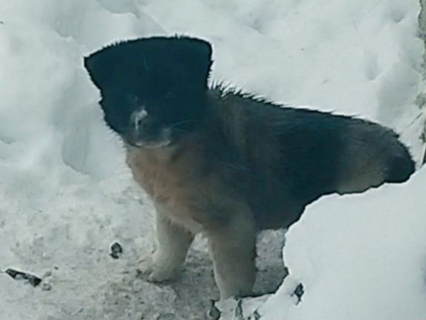 Щенок на улице, нужна помощь