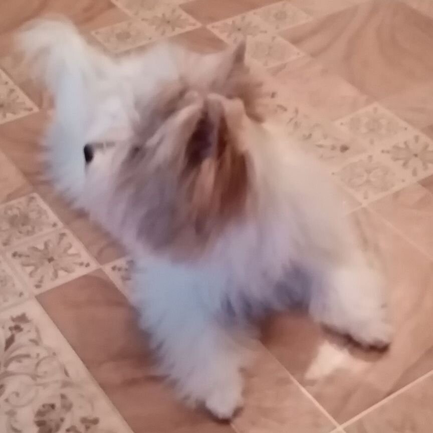 Мальчик бивер йорка