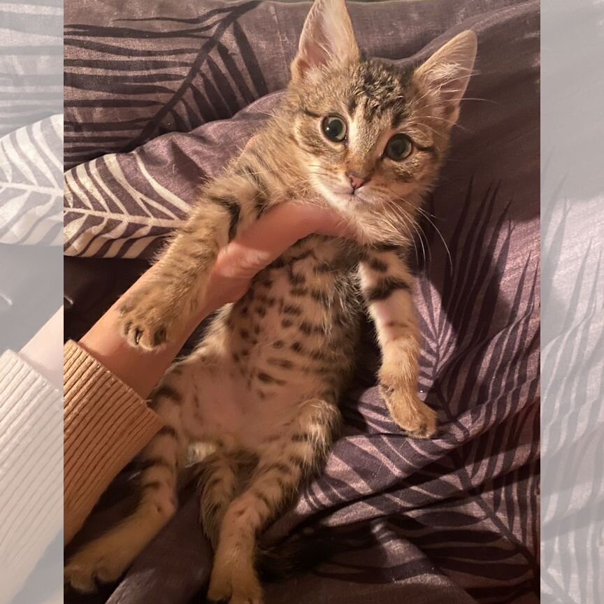 Котята в добрые руки