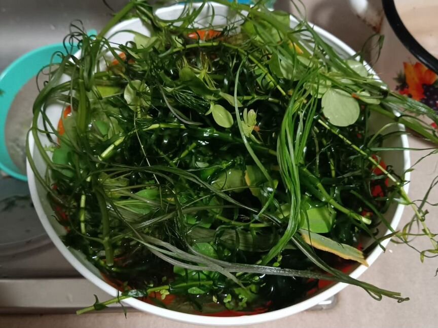 Аквариумные растения прополка