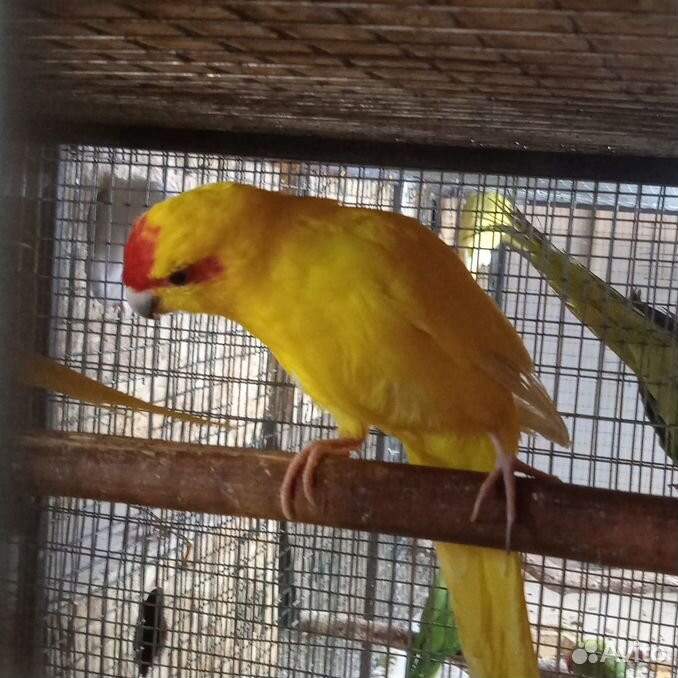 Попугай какарик самец