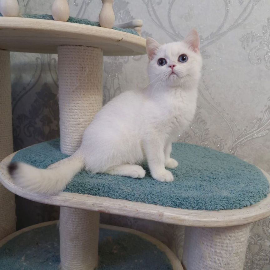 Котик с синими глазками