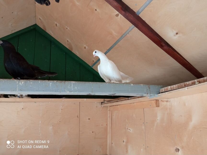 Статные голуби