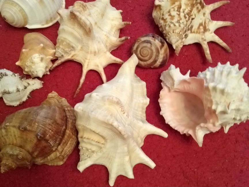 Морские ракушки